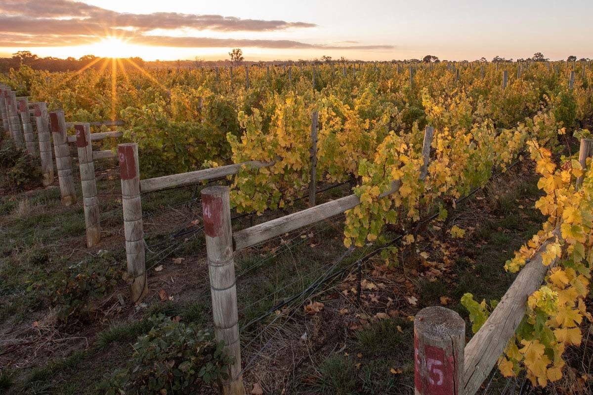 Heritage - Terre à Terre Wines